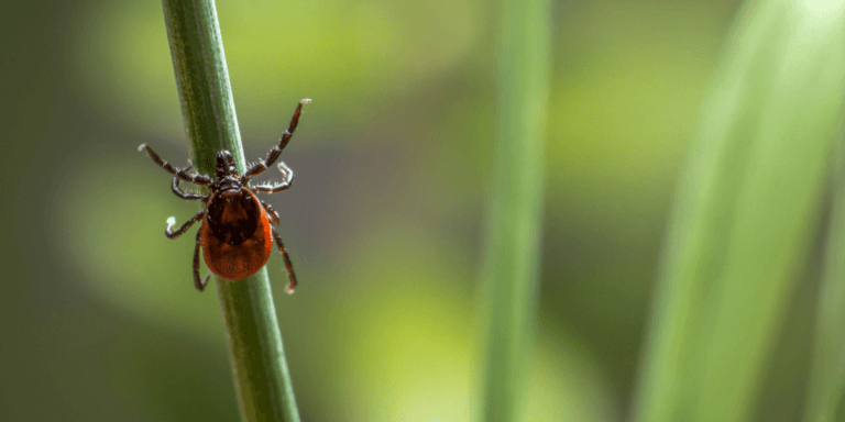 Lyme Disease: What You Need to Know • Health Blog • Community Care ...