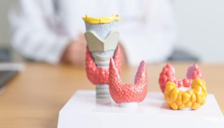 Thyroid 101: Hypothyroidism vs. Hyperthyroidism • Health Blog ...